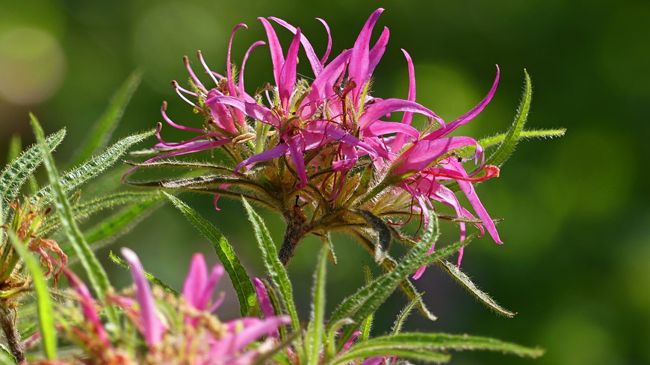 Spider Azalea | Duke Gardens